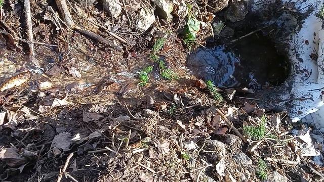 Звуки леса.Журчание ручейка о приходе весны в природно-историческом лесопарке "Бицевский лес"