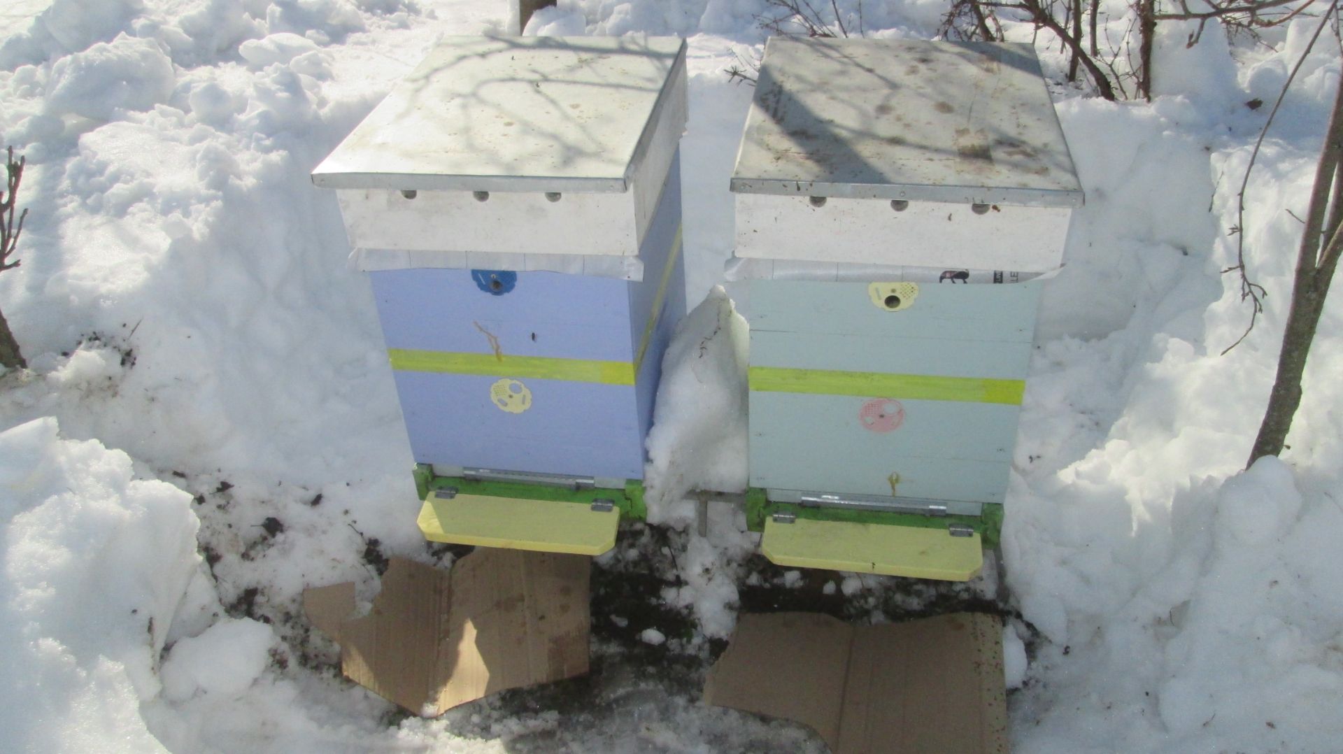 Пчелы в марте