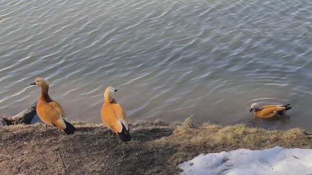 Ворона и кусочек хлеба. Огари. Кряквы. Уточки на пруду. Утки. Царицыно. Март 2026