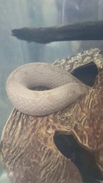 Карамелька удобно устроилась. 18 марта 2026 г.