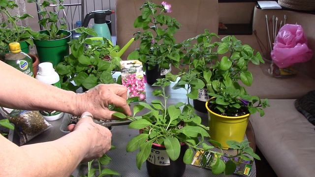 14.03.2026 г. Волгоград. Обзор рассады. Пересадка петуний в кашпо.