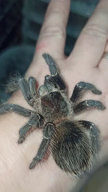 Малыши паука птицееда ласиодора парахибана. Продаются!