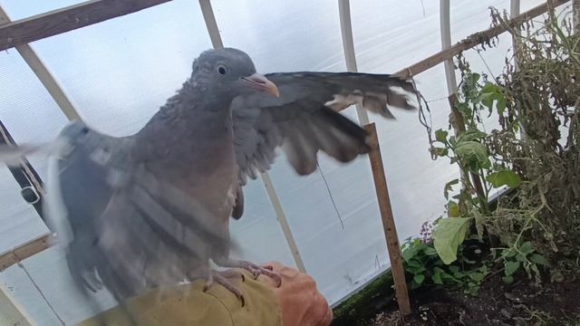 Птенец "Птеродактиль" учится летать.