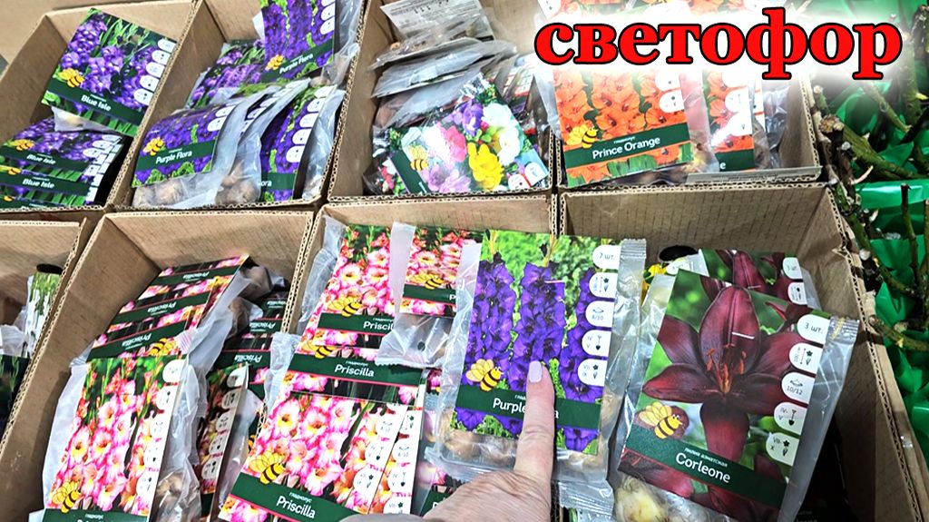 Магазин Светофор.Опять новые цветы.Теперь луковичные
