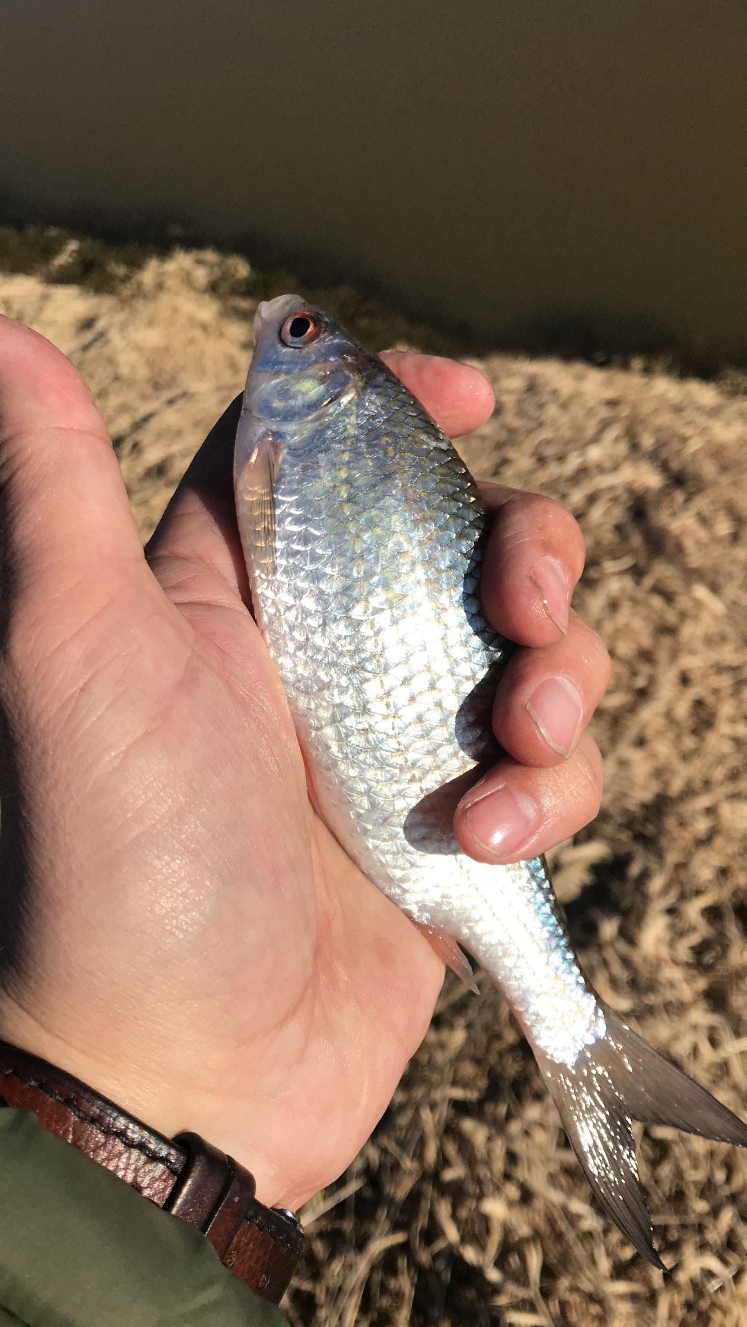 Первая рыбалка в марте 2026-го. На поплавок.