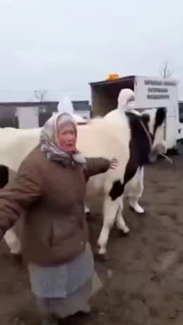 Депутат Госдумы Матвеев об уничтожении скота