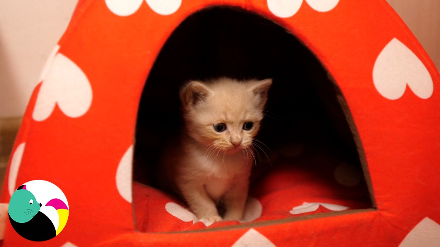 Котята играют, а мама-кошка отдыхает.