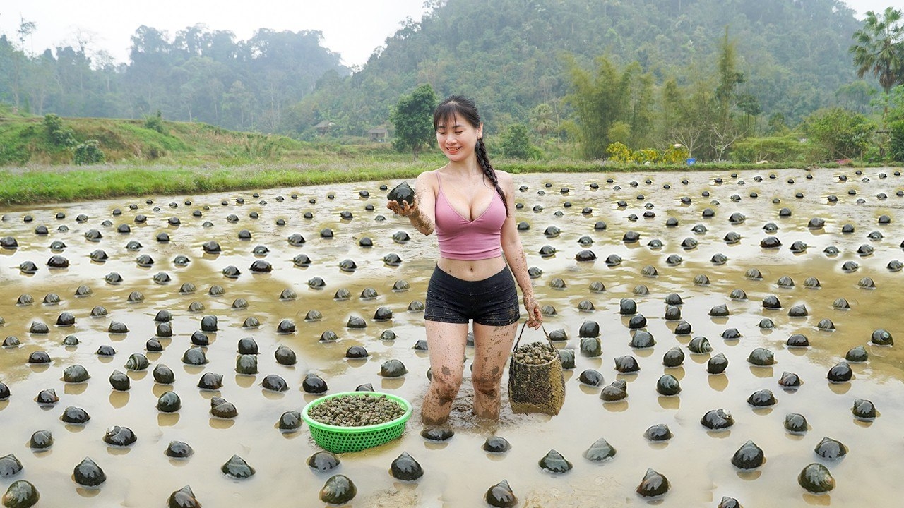 Собираю большое количество улиток, осушив грязный пруд.Отправляюсь на сельский рынок продавать. Нхат