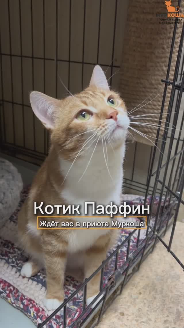 Паффин ждёт вас в приюте #Муркоша