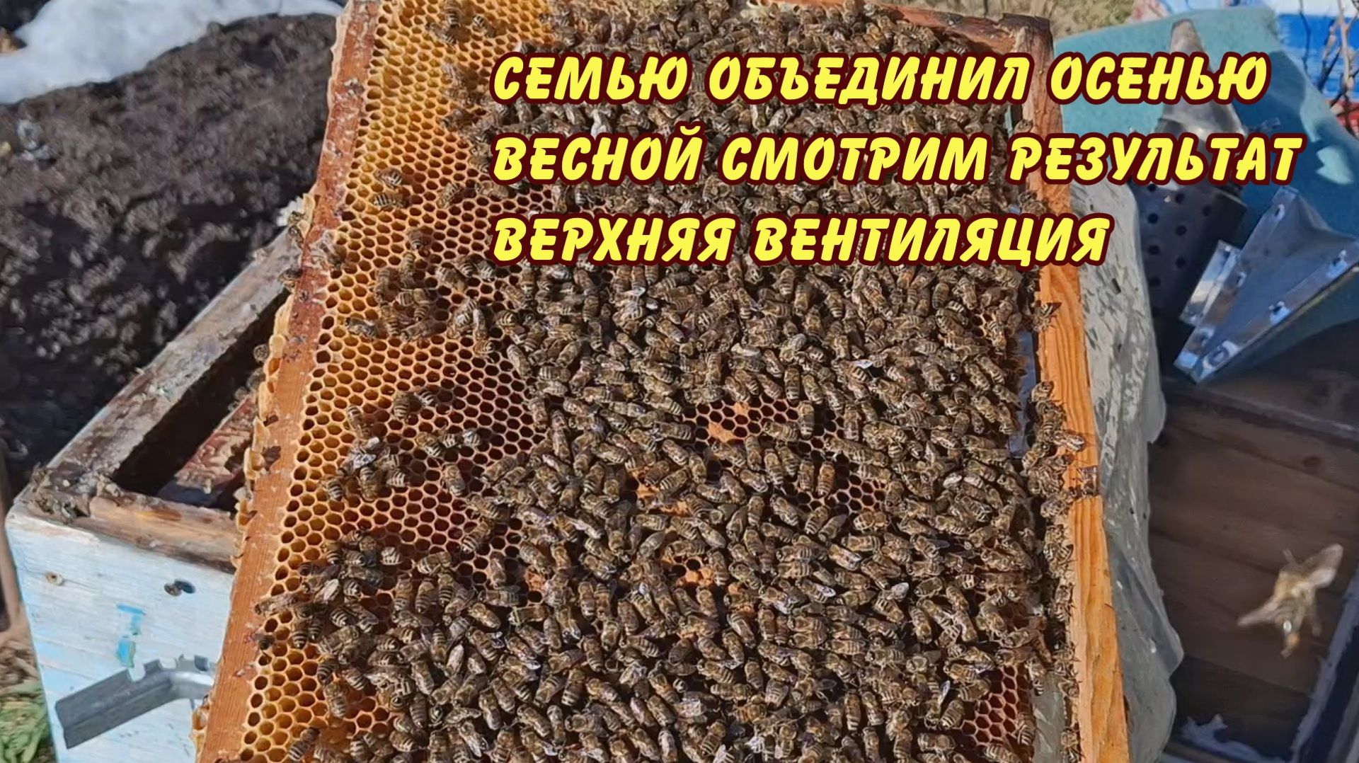 пчеловодство семью объединил осенью весной смотрим результат верхняя вентиляция