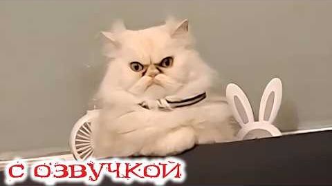 СМЕШНО ДО СЛЕЗ Приколы_с_котами и кошками!Смешные_коты!_Самые_смешные_животные!Смешная озвучка