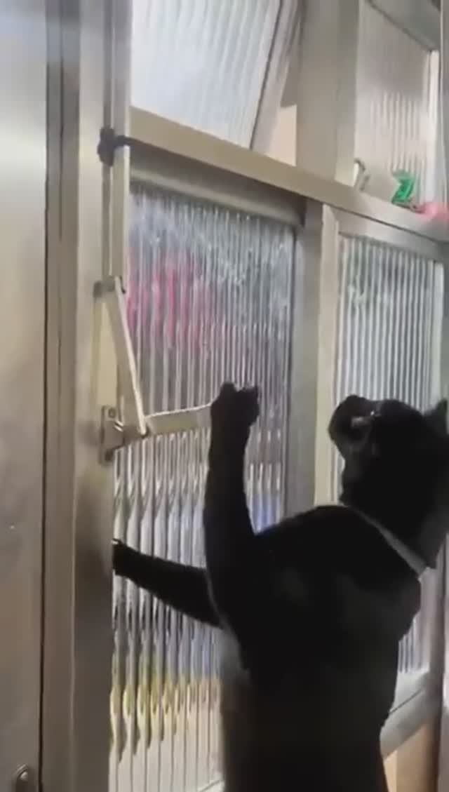 подборка с кошками