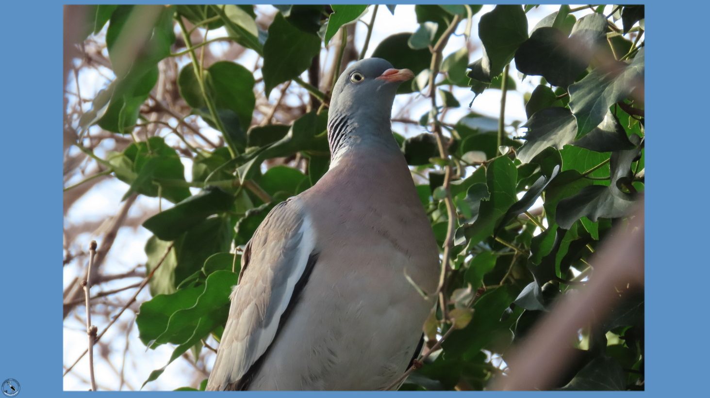Вяхири в Севастополе в марте. Птица ест зеленые листья