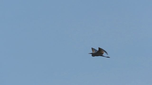 Первооктябрьская цапля в Межстоличьи