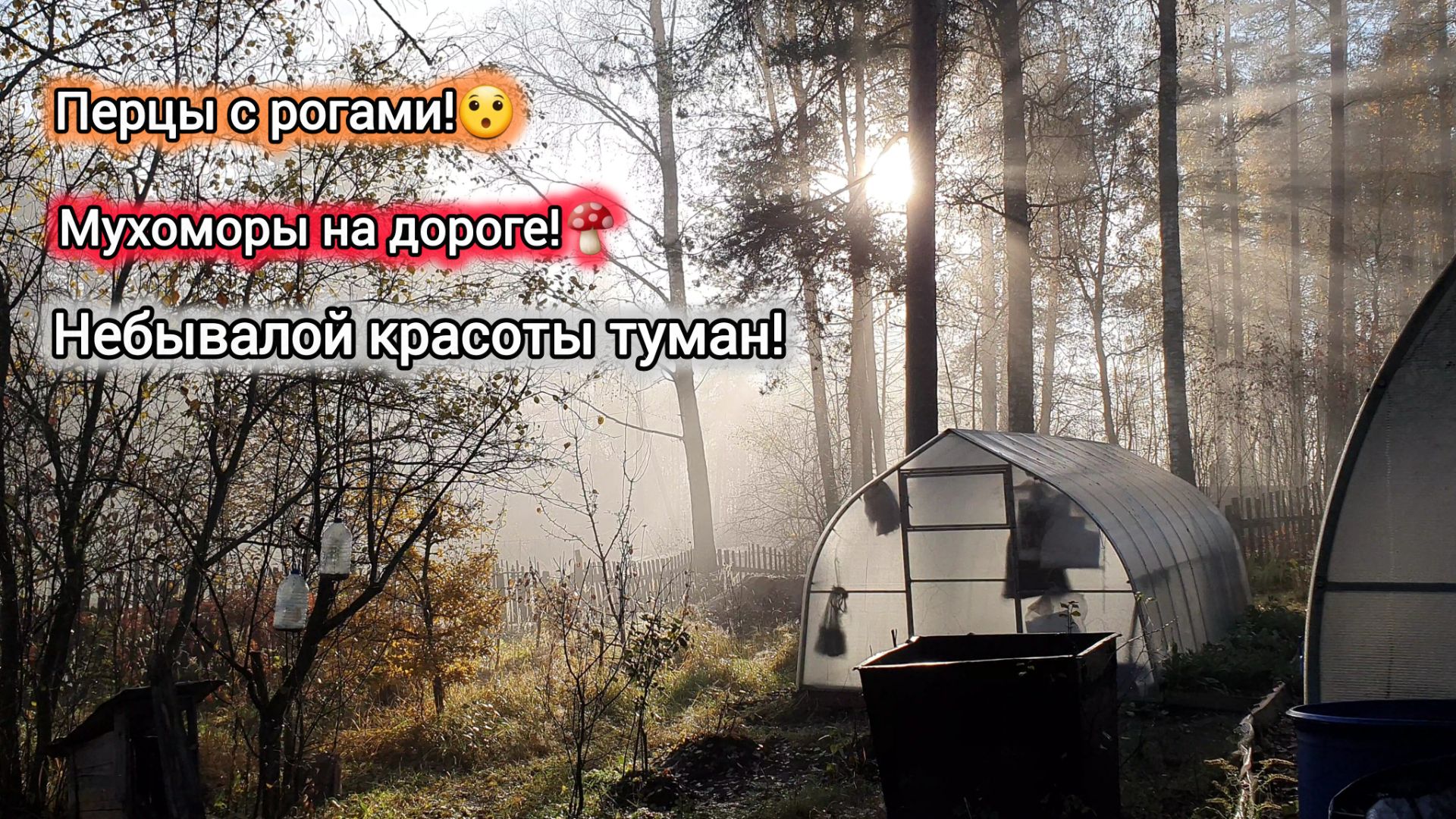 18-20.10.2024 Природа сходит С УМА!!!🤦♀️🤷♀️Виноград зацвёл!🍇Ягоды КЛУБНИКИ в октябре!🍓