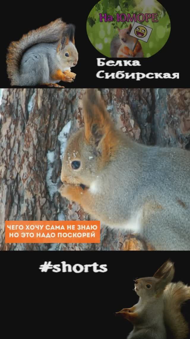 Белка суетится на кормушке