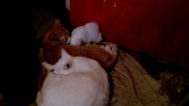 Мои Кошки. Мелкая не дает спать