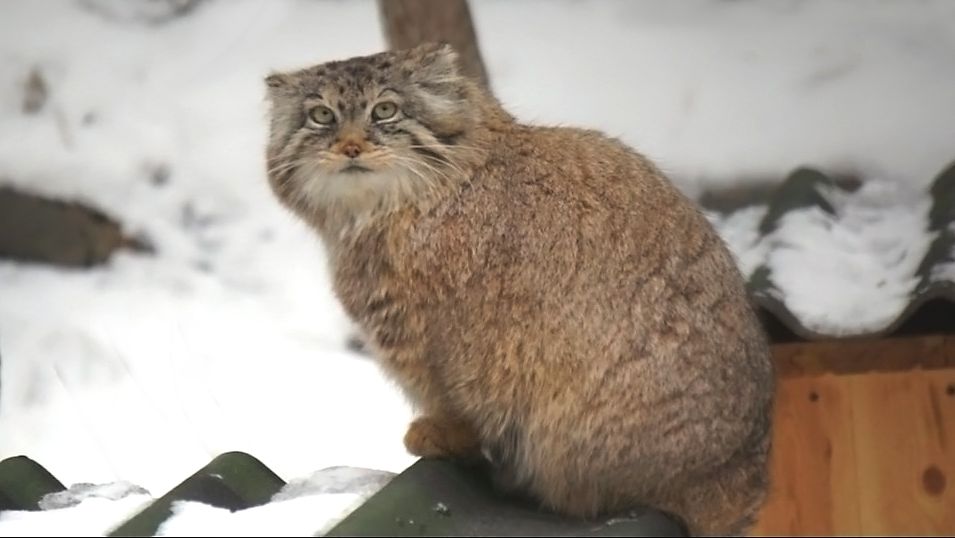 Красавица Ласточка поглядывает на молодого манула Евчонка, а зайти к нему стесняетя.
