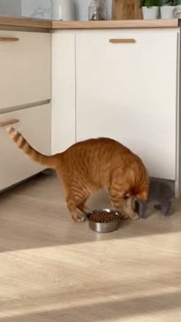 Рыжий собственник 😹