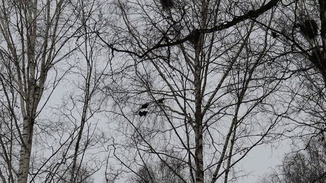 Грачи благоустраиваются и синички на кормушке