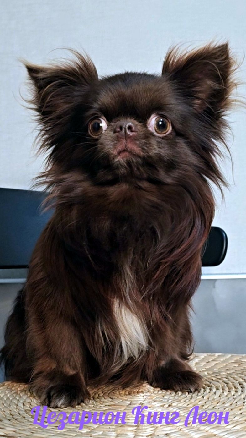 Цезарион Кинг Леон #чихуахуа #питомник_мари_мистик
