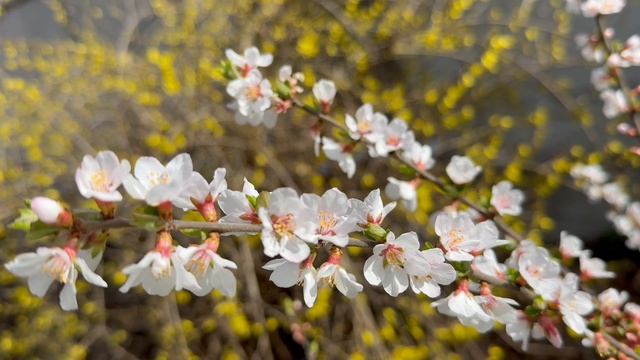 Друзья мои, рутубовцы 👫👫 Южные первоцветы вам в ленту 🪻🌷🪻Релакс 🌞