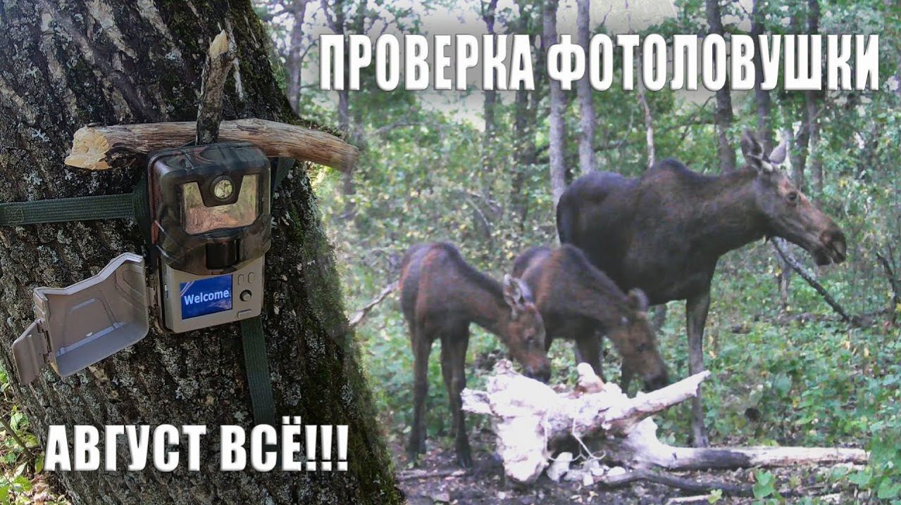 Фотоловушка СЛОМАЛАСЬ, РЕДКИЕ кадры с ЛОСЯТАМИ. ПРОВЕРЯЕМ фотоловушку!