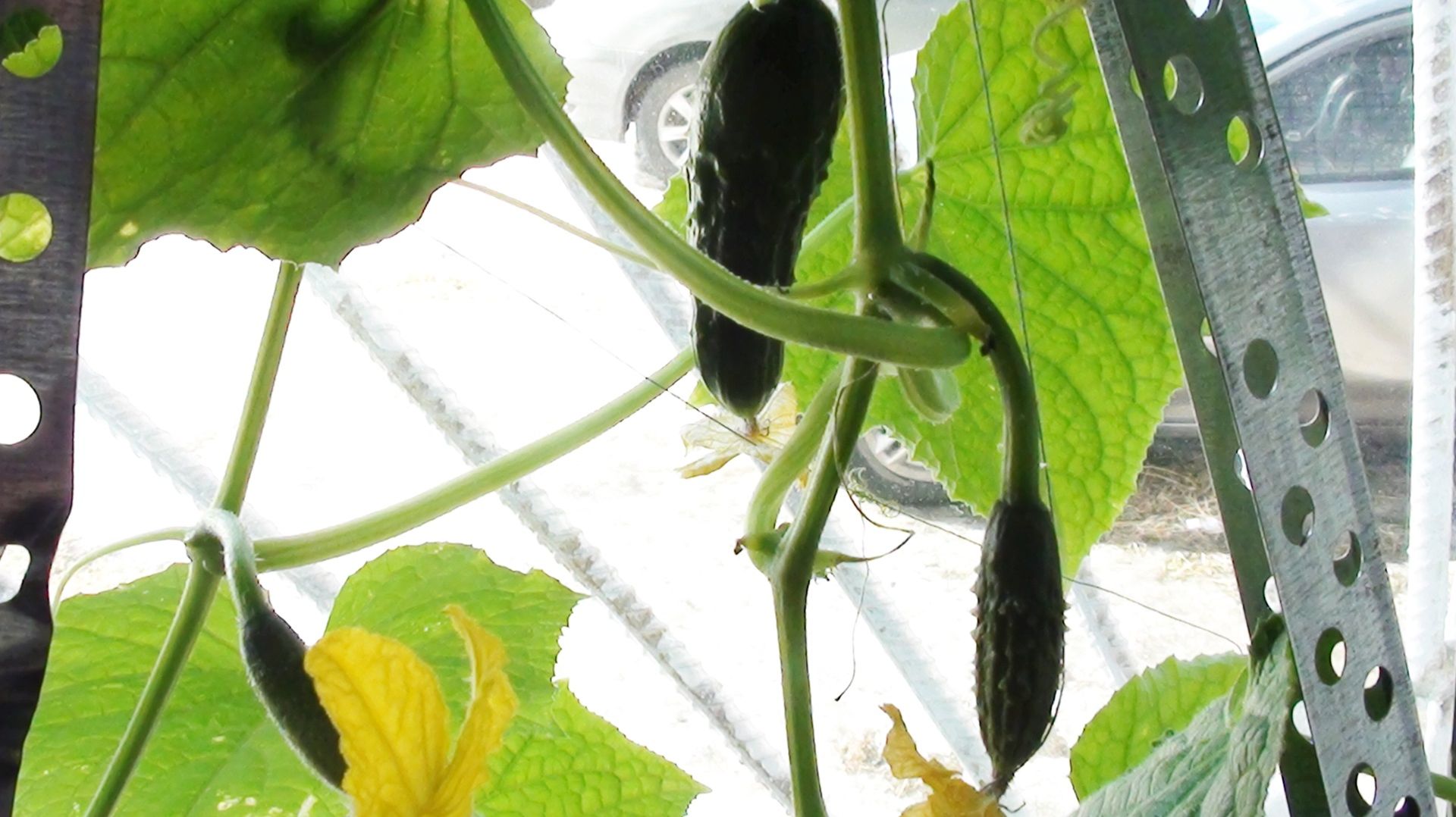 Огурцы на подоконнике зимой в домашних условиях