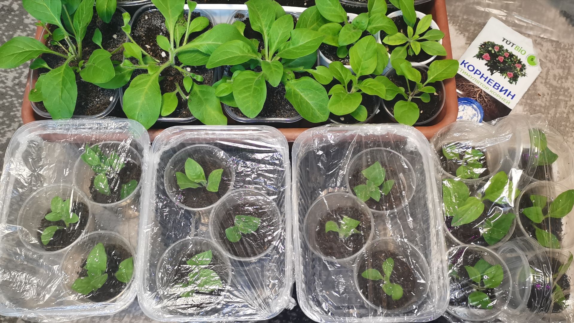 Чем больше рассады для огорода тем лучше! Черенкую петунии и пересаживаю перцы.