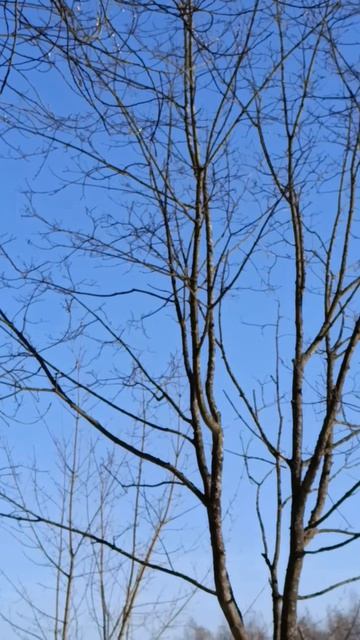 ранняя весна, распускается верба