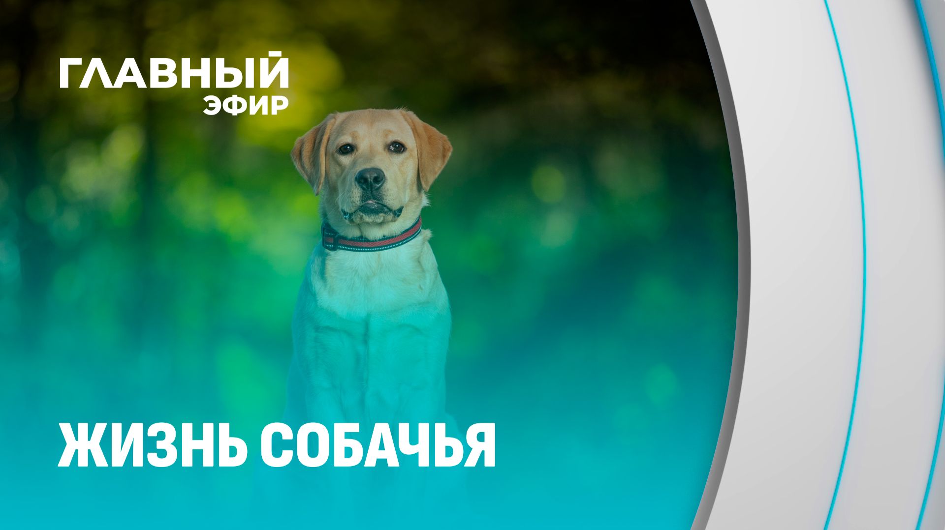 Налог на собаку: что будет с хозяевами нелегальных питомцев? Главный эфир