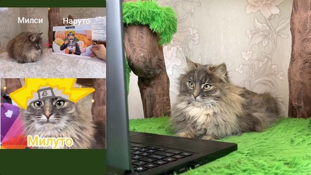 мемы от подписчиков