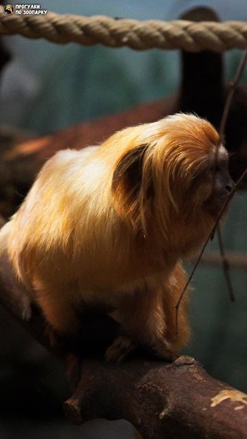 Львиная игрунка. Новосибирский зоопарк