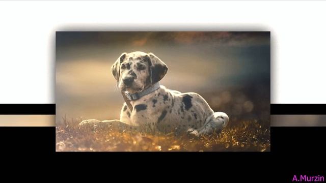 Angelo Taylor - Ario Destiny