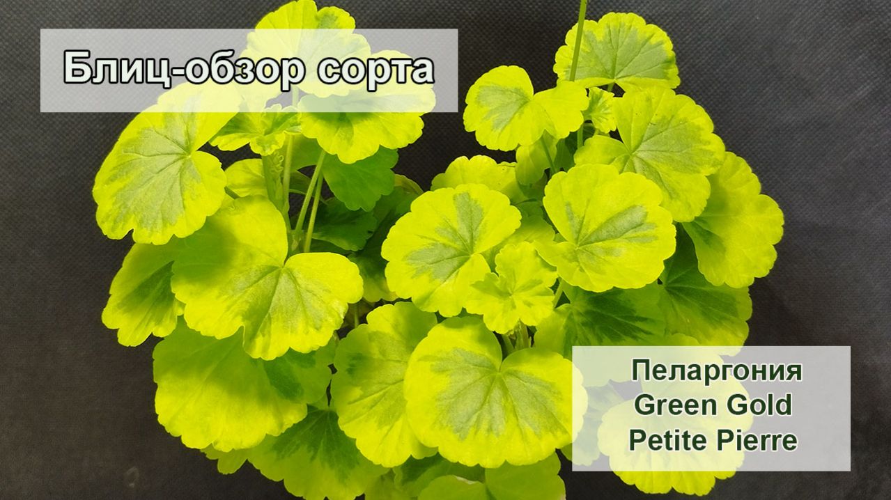 Блиц обзор сорта пеларгонии Green Gold Petite Pierre - простота и милота!
