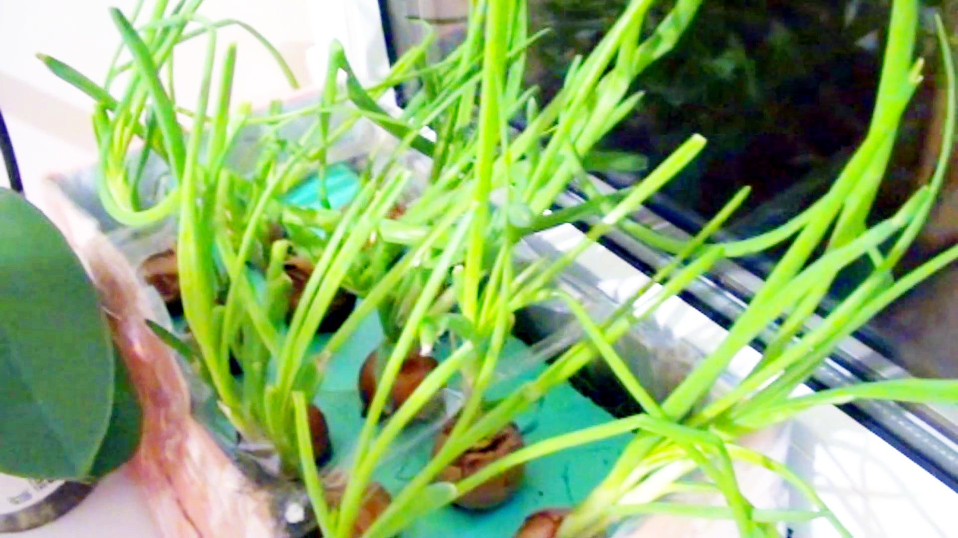 Зеленый лук на подоконнике в контейнере с водой