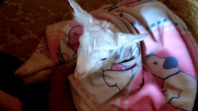 Давайте придумаем имя козлёнку, пишите ваши предложения