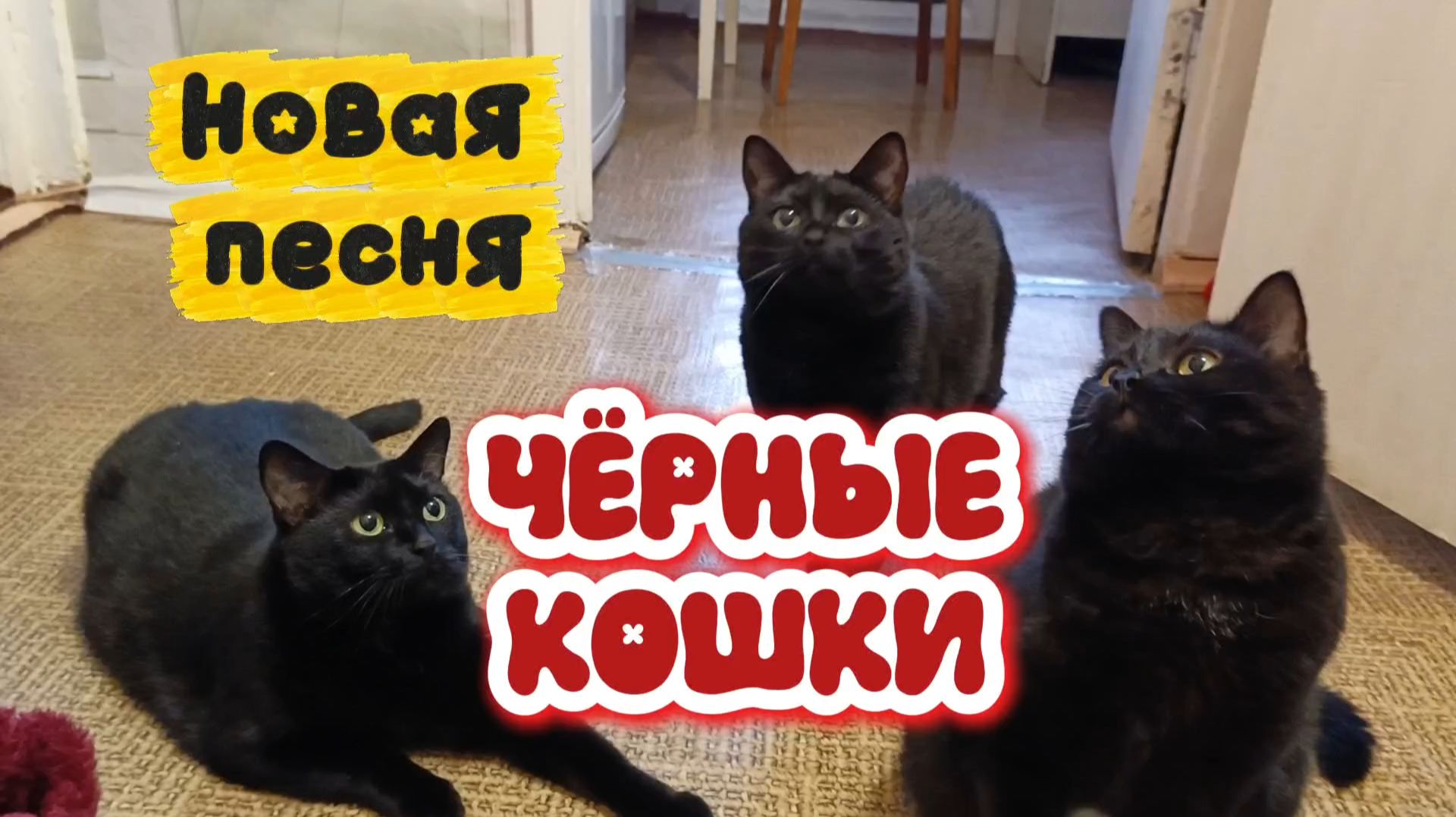 ПЕСНЯ про ЧЁРНЫХ КОШЕК!