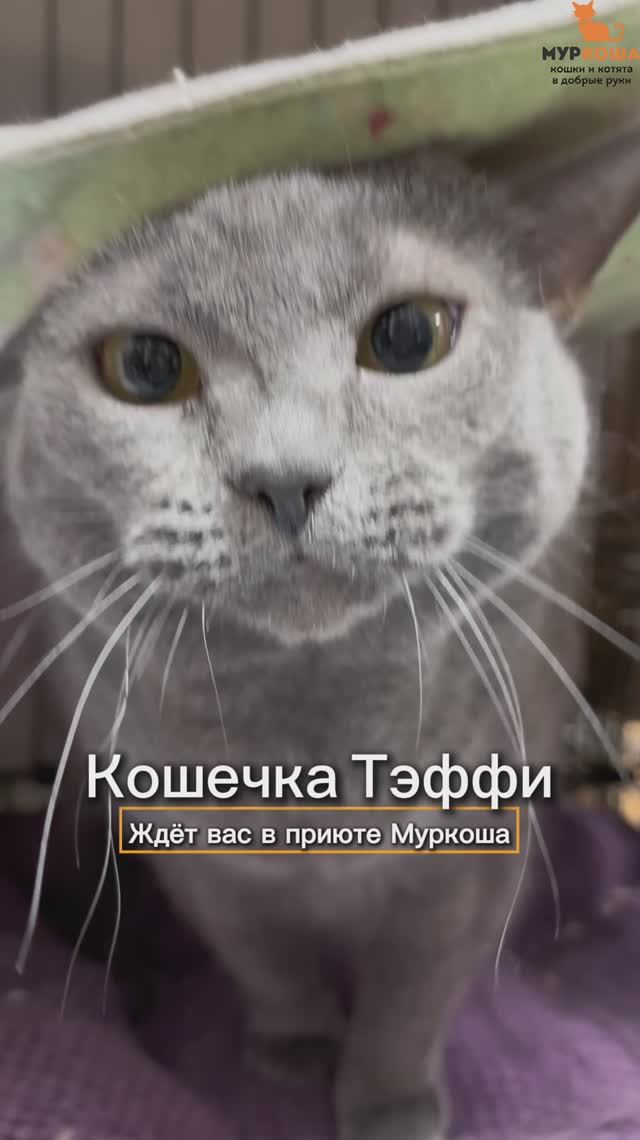Тэффи ждёт вас в приюте #Муркоша