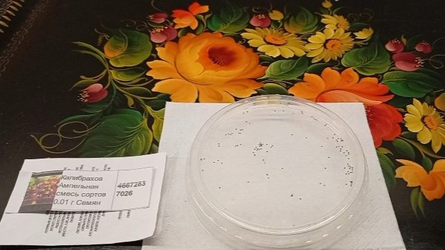 О посадке на рассаду мелких семян Калибрахоа и быстрых всходах