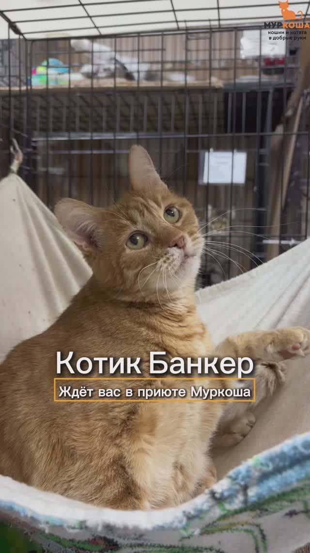 Банкер ждёт вас в приюте #Муркоша