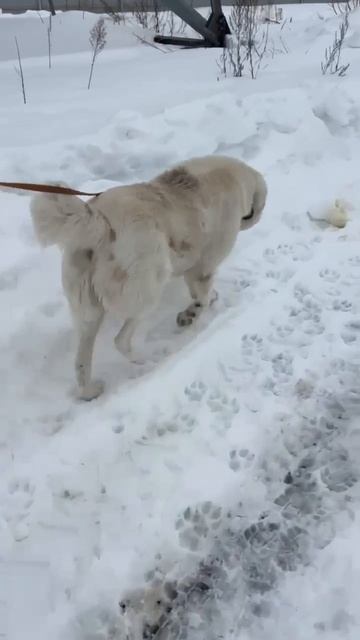 Красавец САО Добрыня 🍀 ищет 🏠❗Пост в описании  🎥  #собака #алабай #сао #любовь #медвежонок #мишка