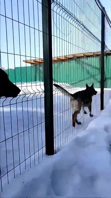 Лапочка овчарка Икра 🌸 ищет 🏠❗Пост в описании 🎥 #собака #овчарка #бюбовь #животные #счастье