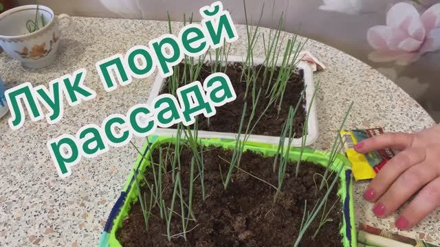 Лук порей на рассаду 22.03.26