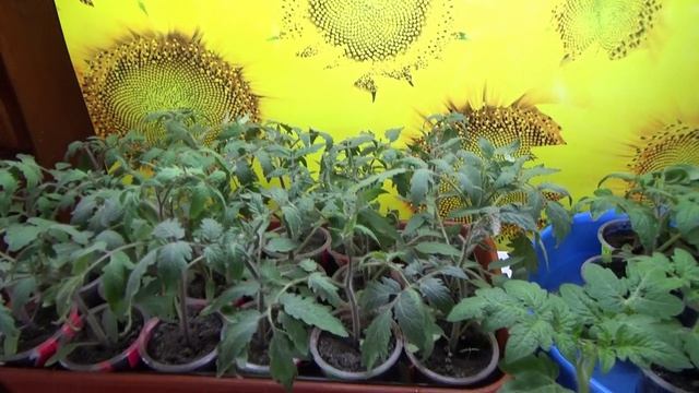 ПОСЕВЫ 2026-95. Обзор рассады томатов и Томатных Гномов в возрасте 3 недель.