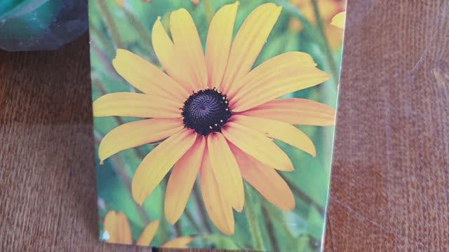 Янтарь в вашем саду. Найдите и посадите. Рудбекия Янтарь.