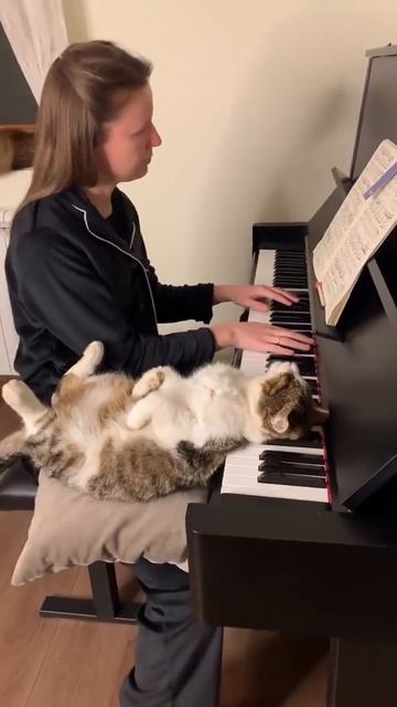 Кот в восторге от музыки: как пушистый меломан наслаждается игрой на рояле 🎭🐱