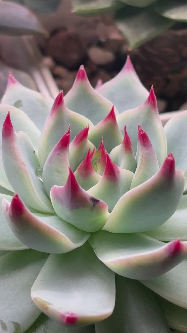 Зубастая эхеверия Линдсиана (Echeveria Lindsayana) - эхеверия виды.