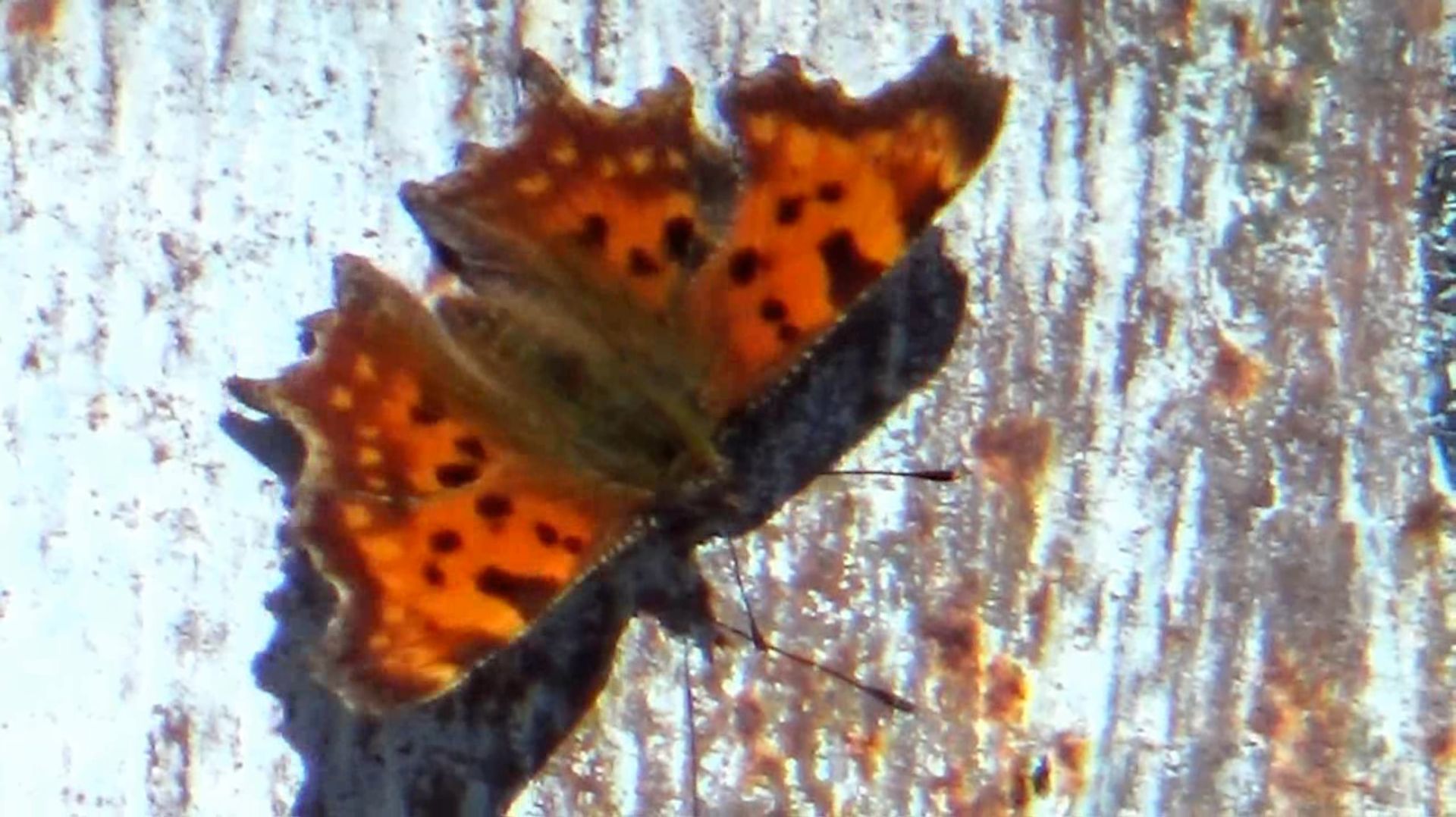 22.03.2026 Бабочка проснулась в теплый весенний день. Владимирская область