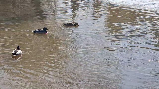 Река Пахра с уточками в деревне Раёво